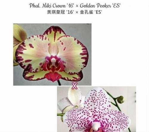 Сортовая орхидея Miki Crown x Golden Peoker