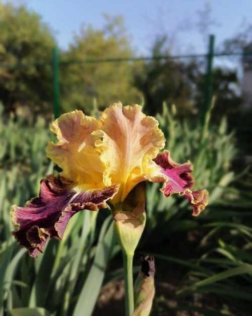 Ирисы сотовые, коллекционные