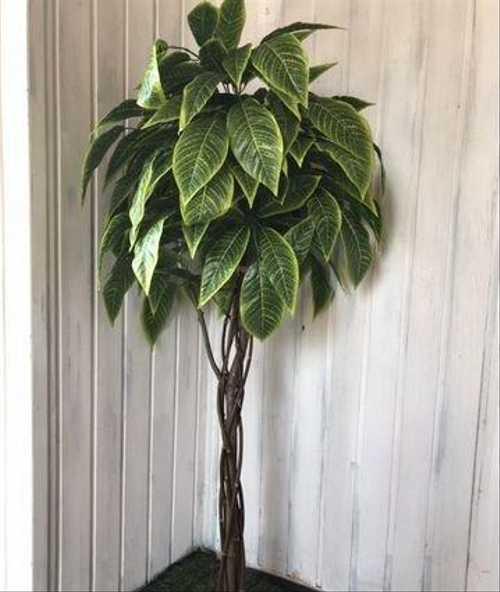 Искусственное дерево манго