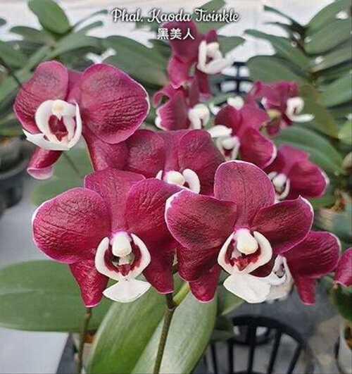 Орхидея Phal. Kaoda Twinkle
