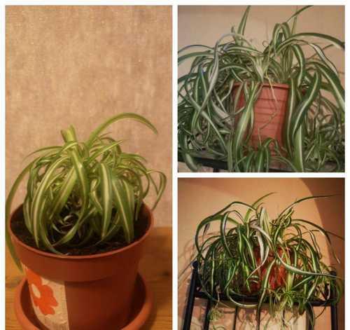 Комнатные растения