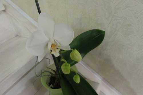 Орхидея фаленопсис №2