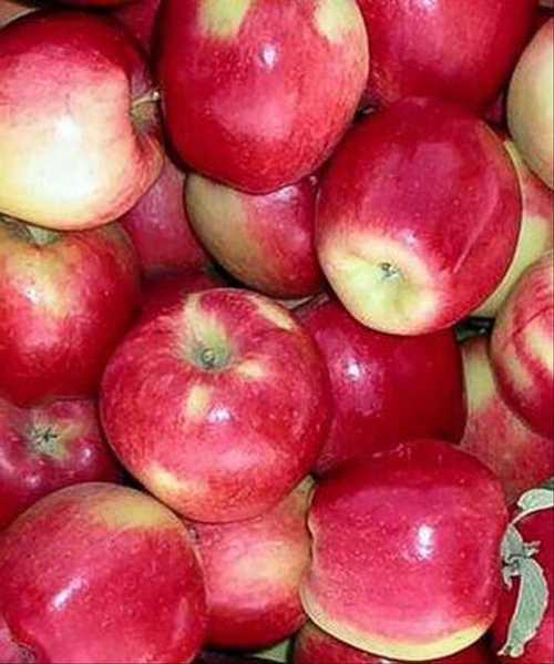 Новинки сортов яблони амброзия