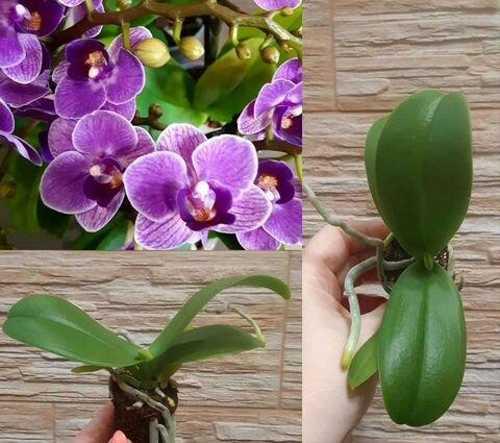 Орхидея фаленопсис Вайлет Квин