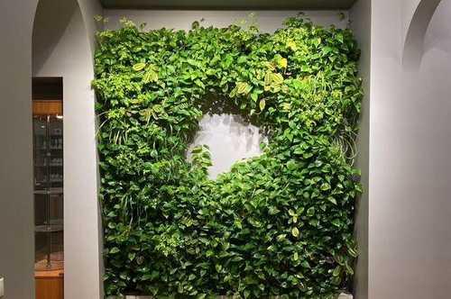 Зелёная живая стена из растений эко | Festima.Ru - Мониторинг объявлений
