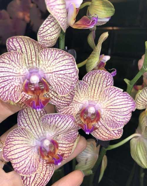 Орхидея фаленопсис мультифлора Калейдоскоп Peachy