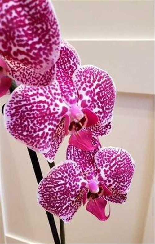 Орхидея фаленопсис Ягуар