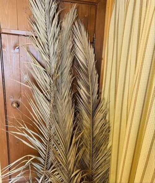 Листья финиковой пальмы