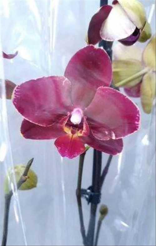 Орхидея фаленопсис бордовая красная 960248