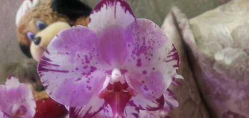 Фаленопсис мэджик арт цветет