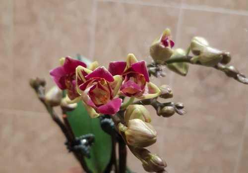 Орхидея фаленопсис бабочка Сого Готрикс