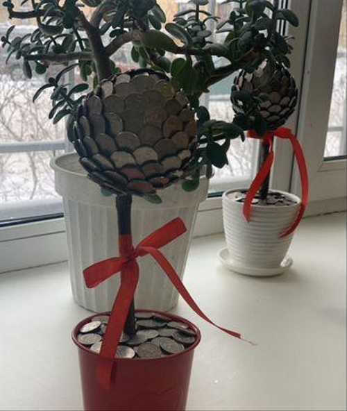 Топиарий, денежное дерево