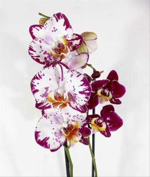 Орхидея фаленопсис мутант