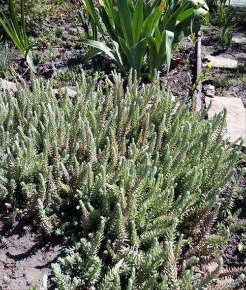 Очиток или Седум скальный, сизый, почвопокровник