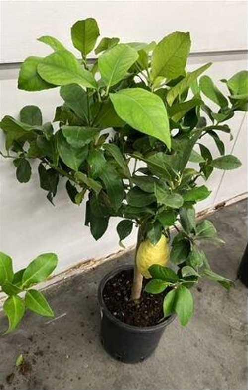 Лимонное дерево с плодами / Лимон