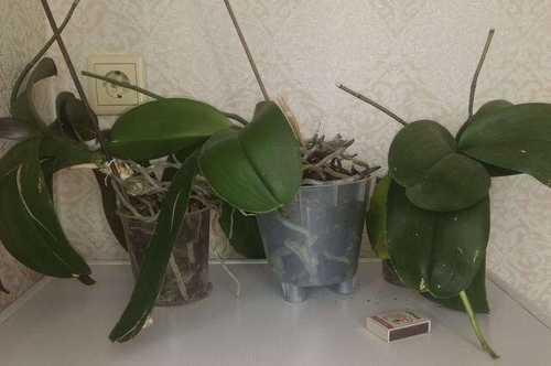 Орхидея фаленопсис зацветает