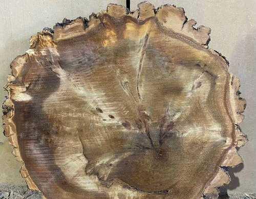 Спил каповый тополь