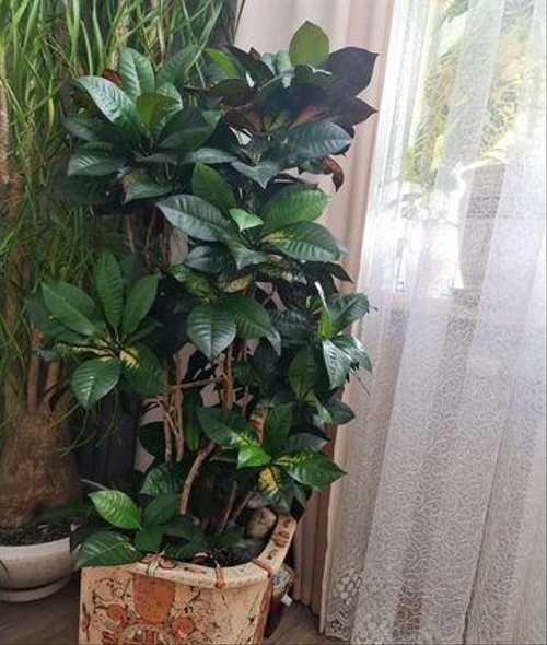 Кротон Миссис Айстон