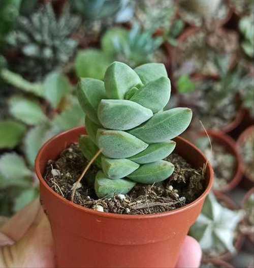 Крассула (Crassula Deceptor cv. Moonglow)