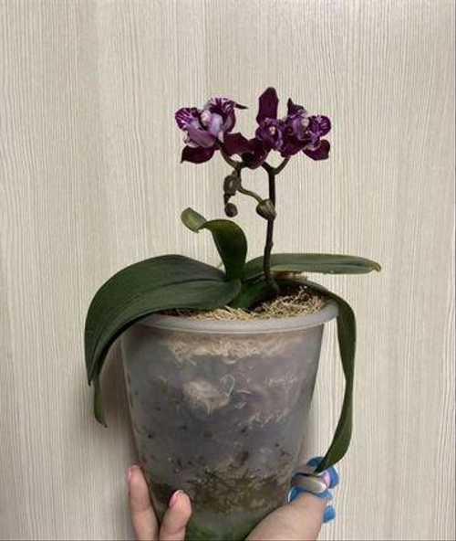 Орхидея фаленопсис Cranberry Cha Cha