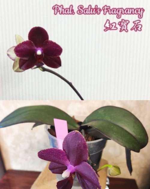 Сортовые орхидеи фаленопсис (Азия)