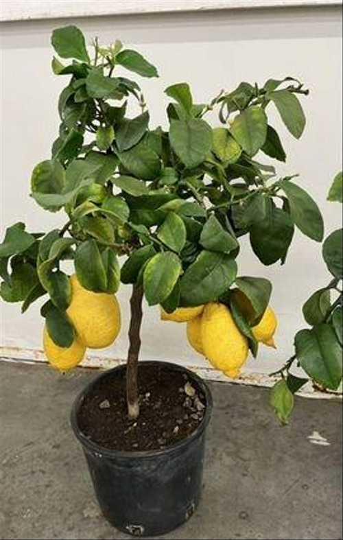 Лимон Италия Премиум/ Лимонное дерево 75см