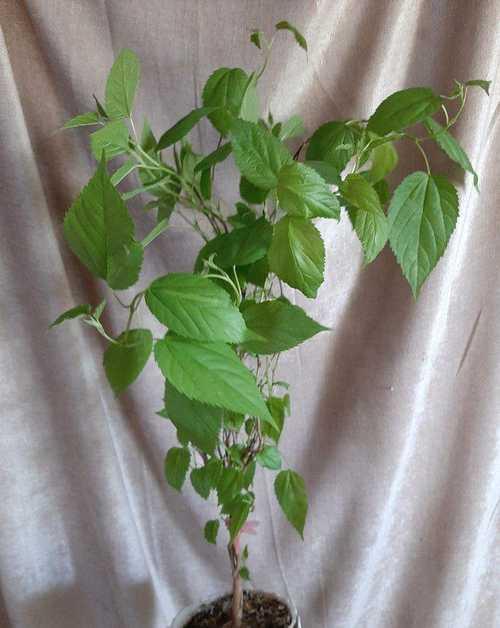 Шелковица черная (Morus nigra) Морус нигра