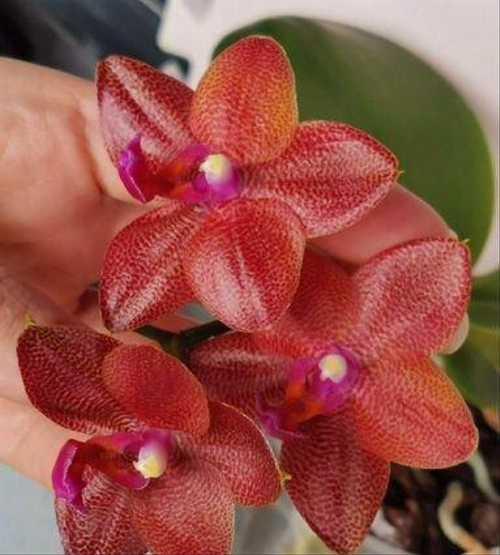 Орхидея Phal. Sun Dragon Red Leopard