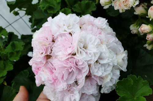 Шёлк Небеса, пеларгонии новинки