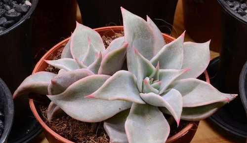 Echeveria Madiba (Эхеверия Мадиба) (SCT28277)