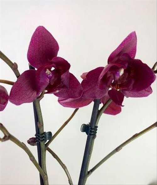 Орхидея фаленопсис пелорик паваротти