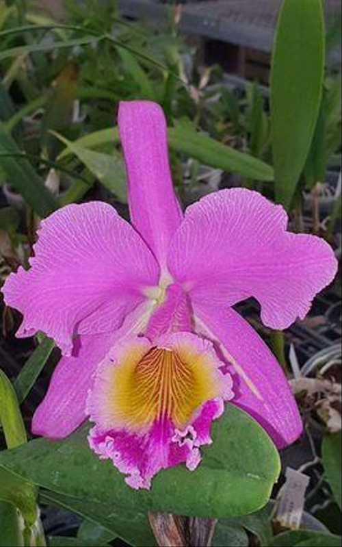 Cattleya Evas Fabula en tus ojos Fabia (labiata x