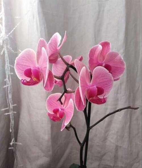 Орхидея фаленопсис Нарбонна