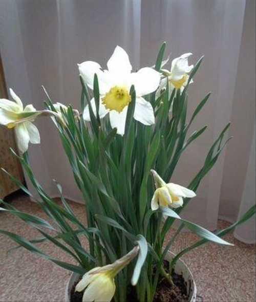 Нарциссы большой цветущий куст в горшке 5 л