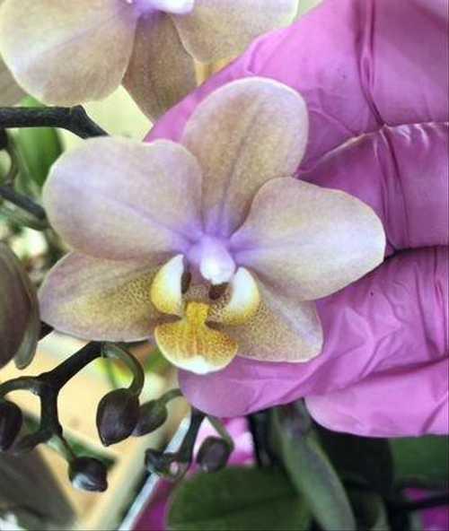 Орхидея Scention ароматная