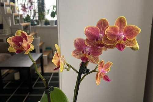 Орхидея фаленопсис Bowdion (Бовдион)