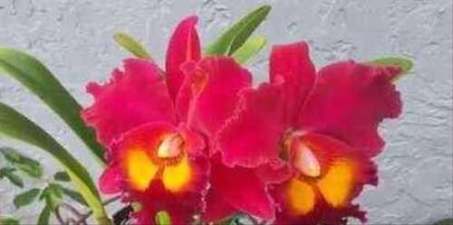 Орхидея каттлея Rlc. Sanyung Ruby Dawang