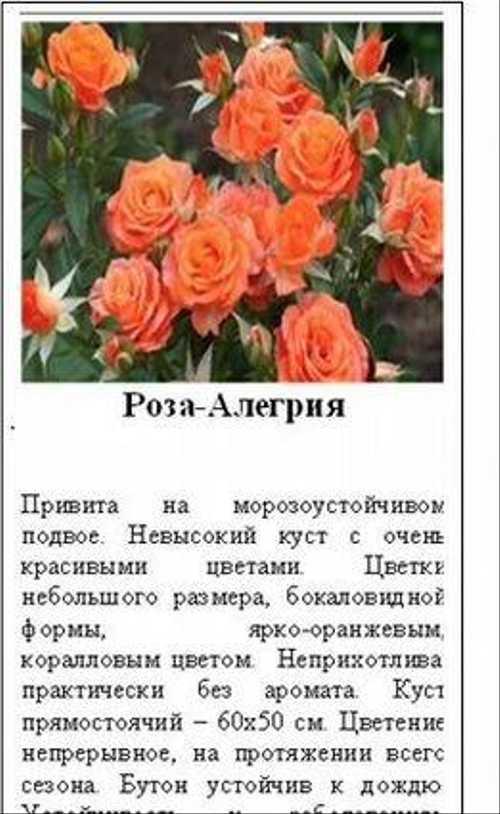 Роза чайно гибридная алегрия фото и описание
