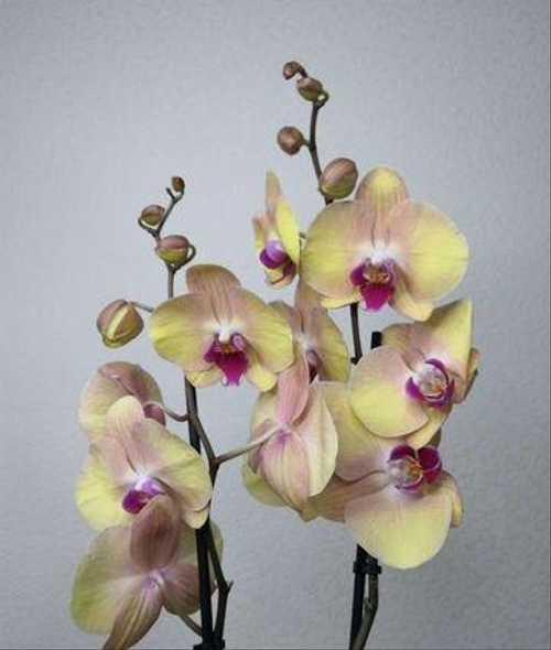 Орхидея фаленопсис Amber Princess