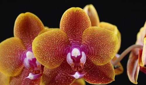 Орхидея Phal. Sogo Lawrence 2.5" B42