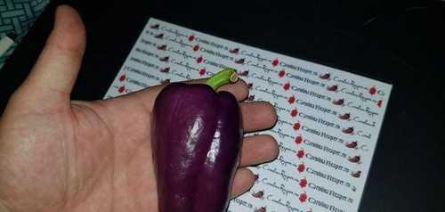Болгарский Фиолетовый сладкий перец Семена 2022