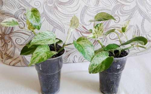 Сциндапсус