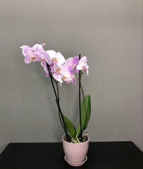 Орхидея нежно-розовая