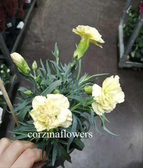 Гвоздика Желтая в горшке