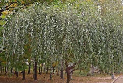 Ива белая "salix Alba"