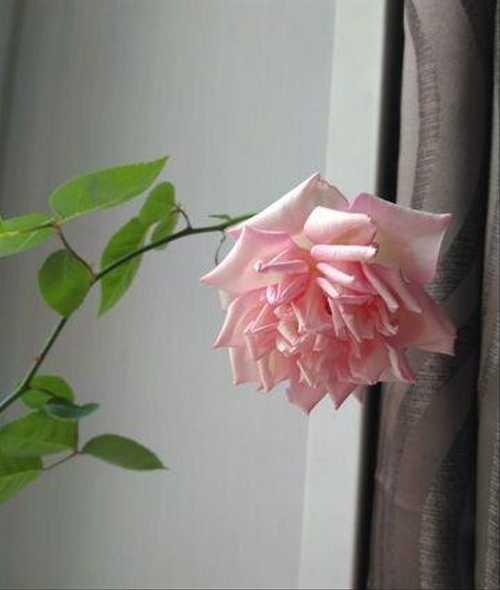 Роза бенгальская розовая очень душистая