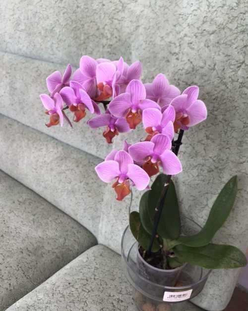 Цветущая сортовая Орхидея Фаленопсис Santa Ros