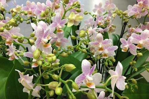 Орхидея фаленопсис замбия