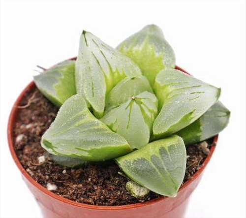 Хавортия Пигмея (Haworthia Pygmaea)