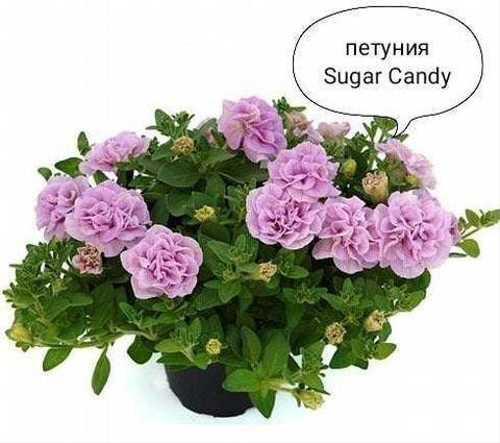 Вегетативная петуния sugar candy